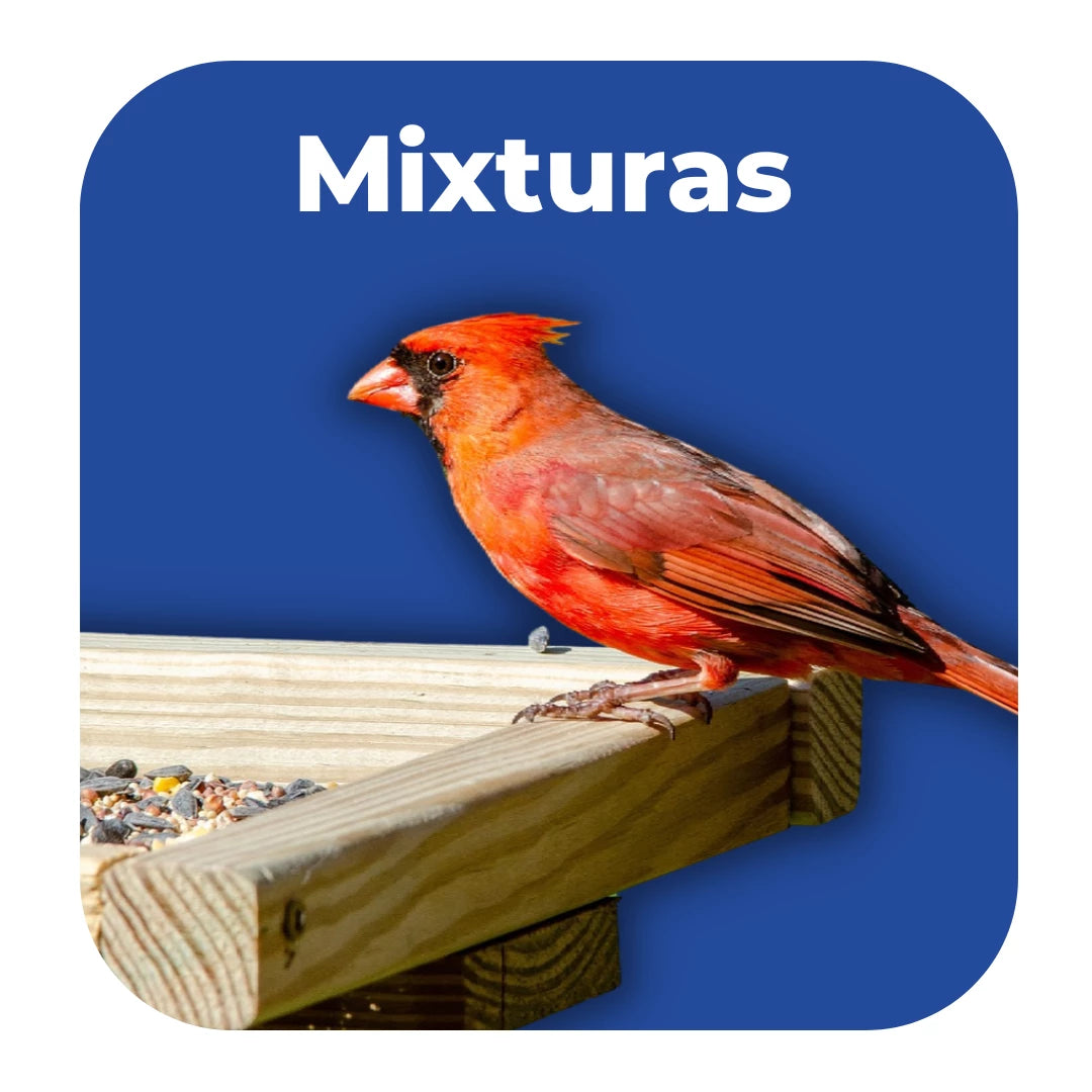 Mixturas especiales para tus pájaros – Criapajaros