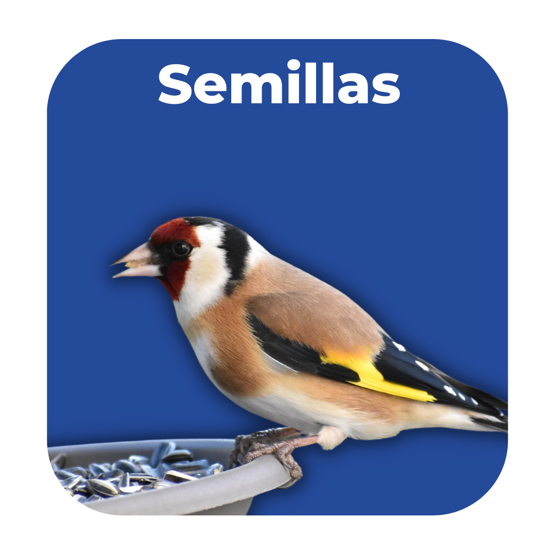 Reprodução e nidificação de aves. Fatores fisiológicos e ambientais qu ...