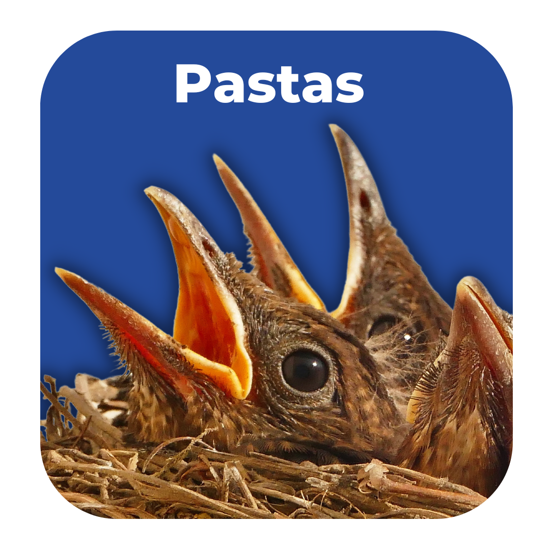 Reprodução e nidificação de aves. Fatores fisiológicos e ambientais qu ...